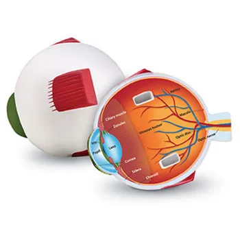 Cross Section of Eye Model