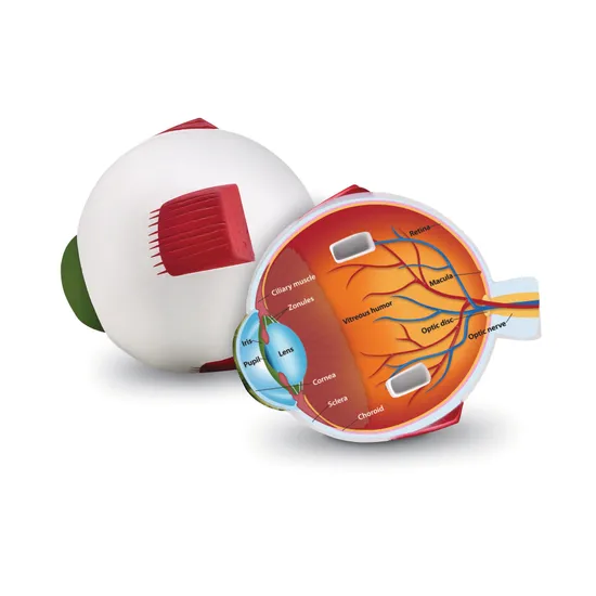 Cross Section of Eye Model