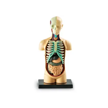 Human Body Anatomy Model