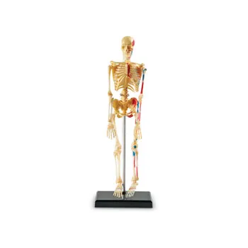 Human Skeleton Anatomy Model - Includes Stand and Guide Sheet