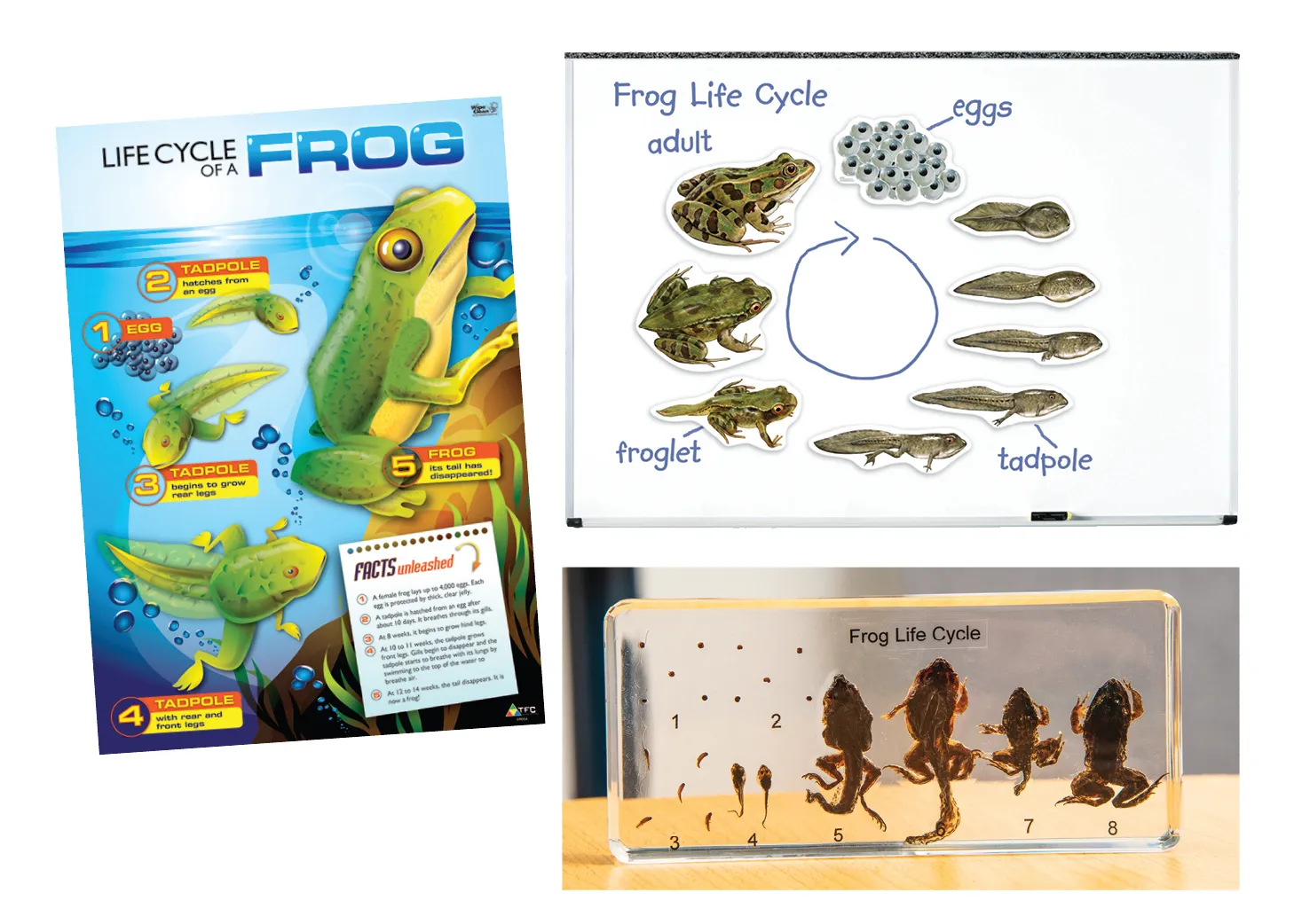 Frogs And Their Life Cycles Printable Frog Life Cycle Craft The