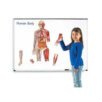 Double Sided Magnetic Human Body - 17 Pieces