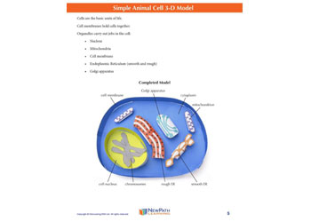 Making An Animal Cell With Chromosomes Cell Structure Biology Online