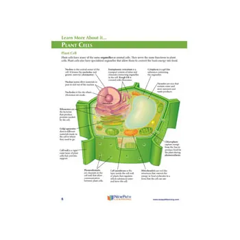Simple Plant Cell