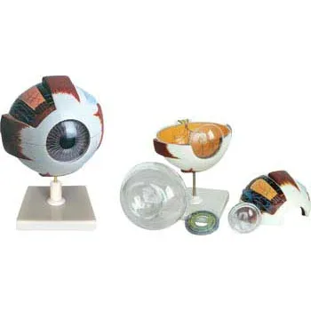 Human Eye Model - 6x Enlarged
