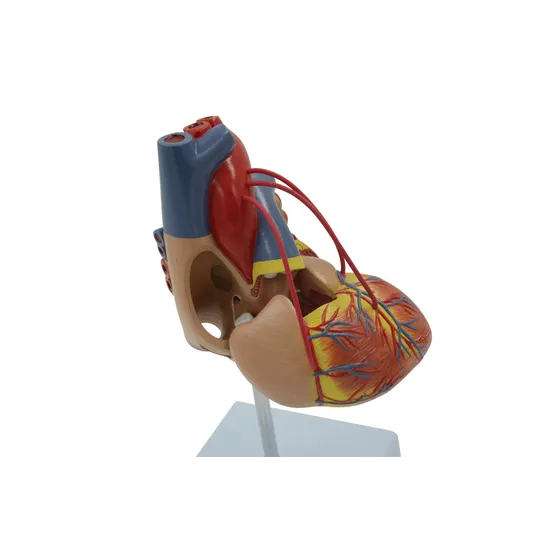 Human Heart - Life Size Model - 2 Parts