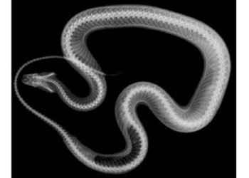 X Ray Animals Amazon.com: Animal X Ray Set, Educational Science Kit,