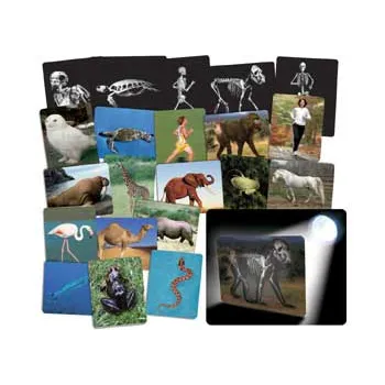 What's Inside Animals?