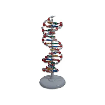 MolecModels3D - DNA Molecular Model 22 Layer Set