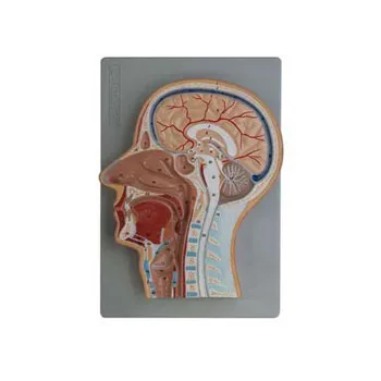 Model - Head - Median Section - Relief