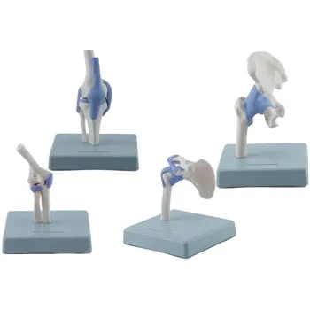 Model - Joints Of The Human Body - Set of 4 - MTA Catalogue