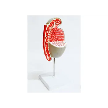 Model - Testicle Human