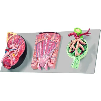 Nephron Kidney Model Renal Anatomy 3, Nephrons
