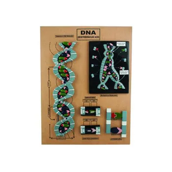 Model - DNA
