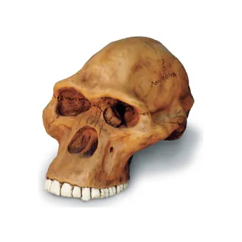 Model - Anthropological Human Australo Africanus