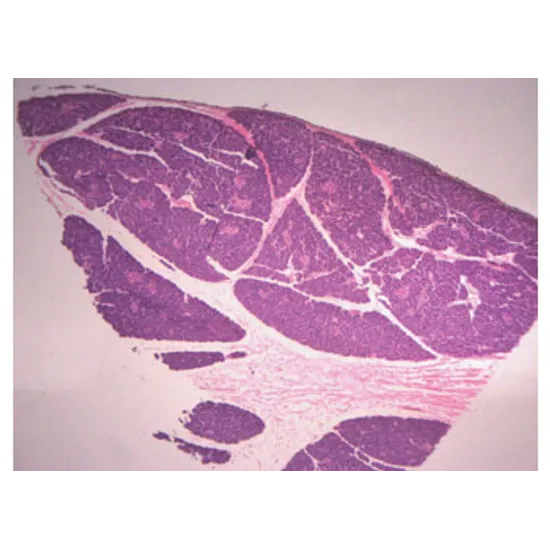 Slide Set - Biology General - Set of 25