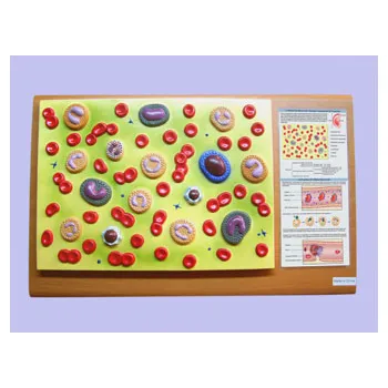 Blood Cell Model