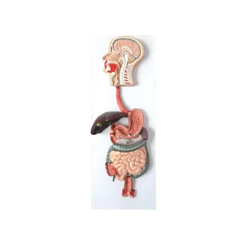Model - Digestive System Human
