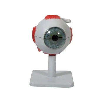 Model - Eye Human - 3x Enlarged, 6 Parts