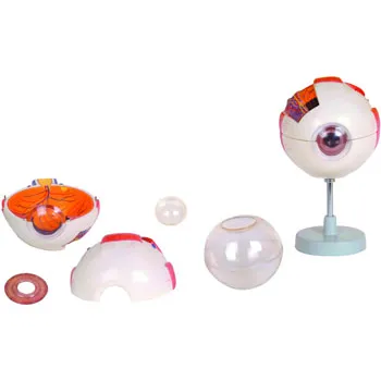 Model - Eye - 6x Enlarged, 6 Parts