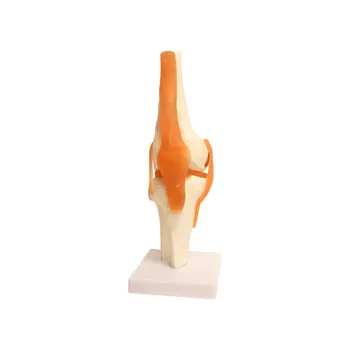 Model - Knee Joint