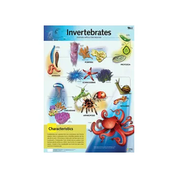 Invertebrates Poster