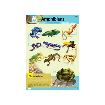 Amphibians Poster