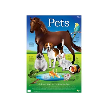 Pets Poster