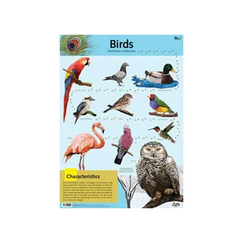 Birds Poster