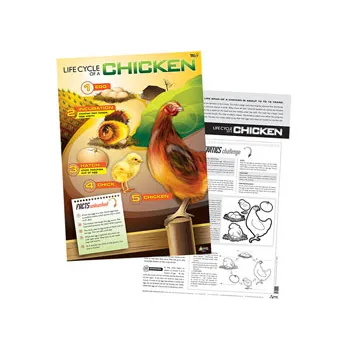 Life Cycle of a Chicken Poster