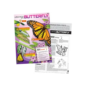 Life Cycle of Butterfly Poster