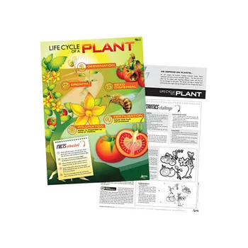 Life Cycle of a Plant Poster