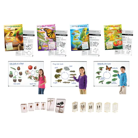 Plant and Animal Life cycle Kit