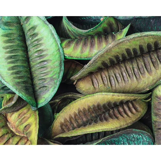 Large Green Pods - 100 grams