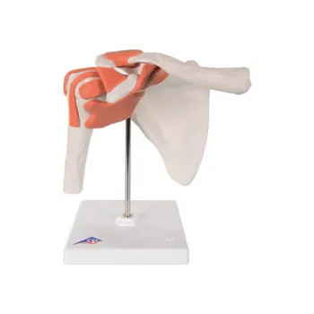 Functional Shoulder Joint