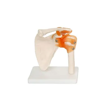 Human Shoulder Joint Model