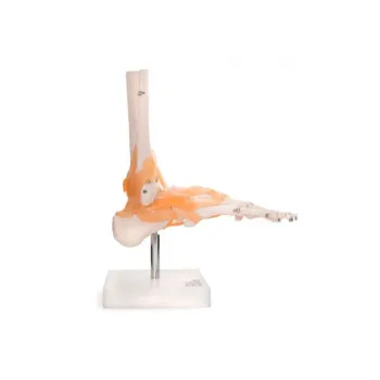 Foot Joint With Ligaments Model - MTA Catalogue